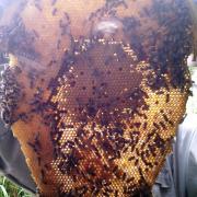 david-rudland-sunhive-2 | Mr Mondialisation