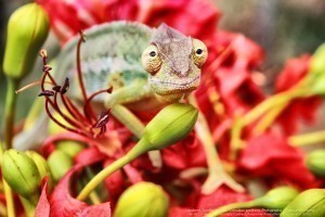 23 clichés exceptionnels des caméléons de la Réunion