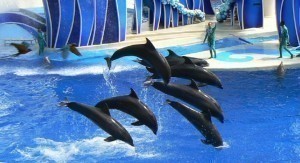 Victoire : SeaWorld met fin aux spectacles d’orques
