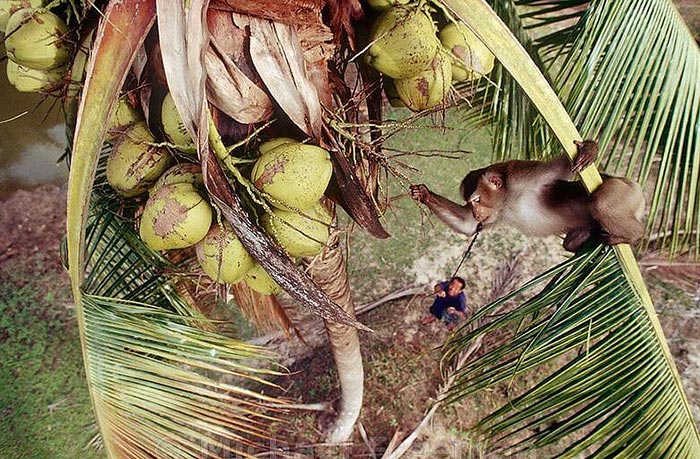 monkeys-picking-coconuts | Mr Mondialisation