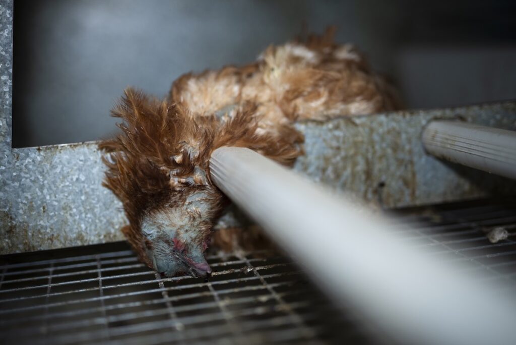 Enfer des poules en cage : L214 dévoile une nouvelle enquête