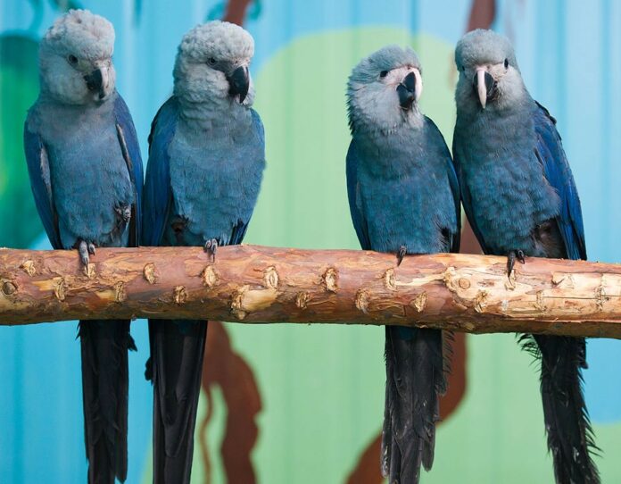 Biodiversité : des solutions pour lutter contre son extinction