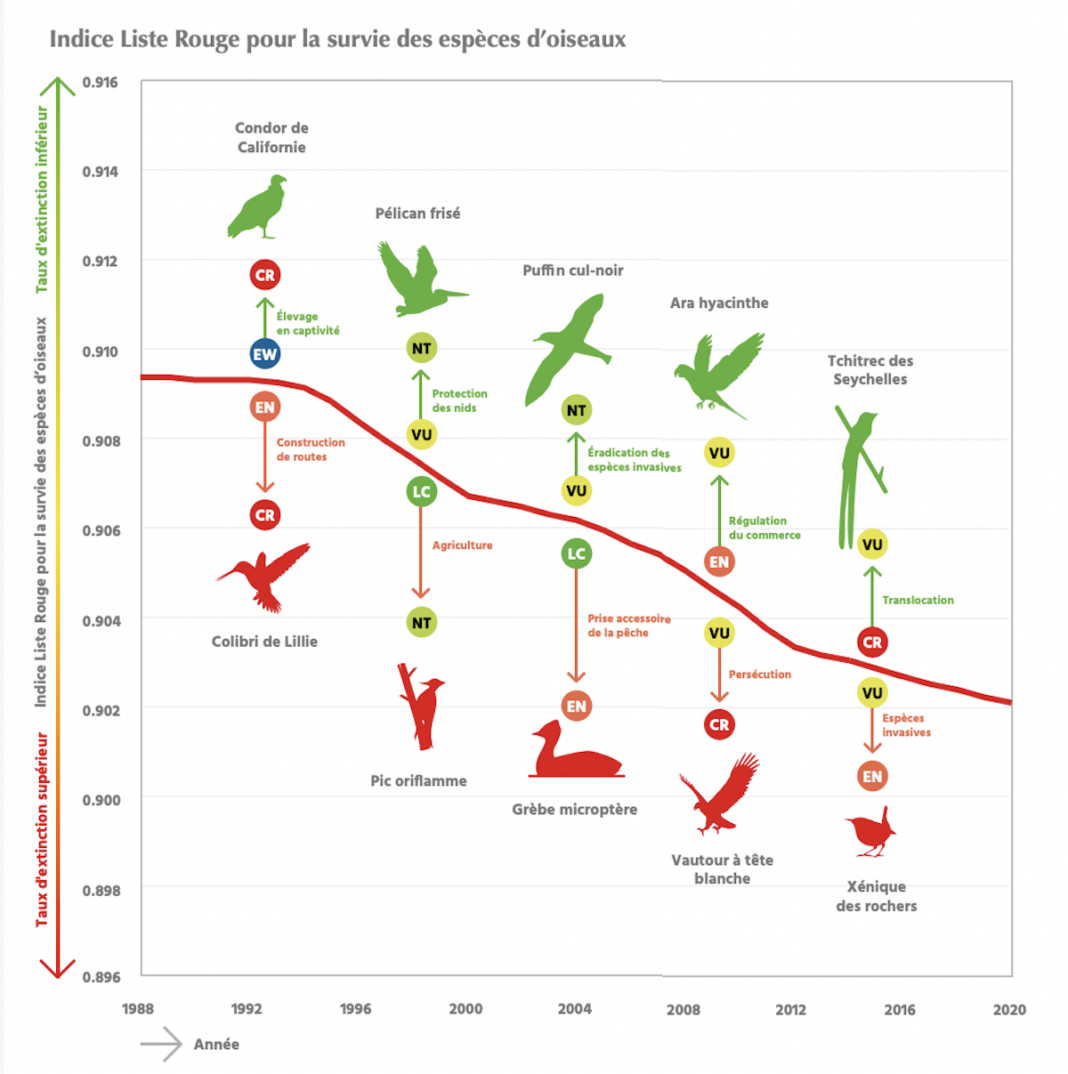 La moitié des espèces d’oiseaux est en déclin dans le monde