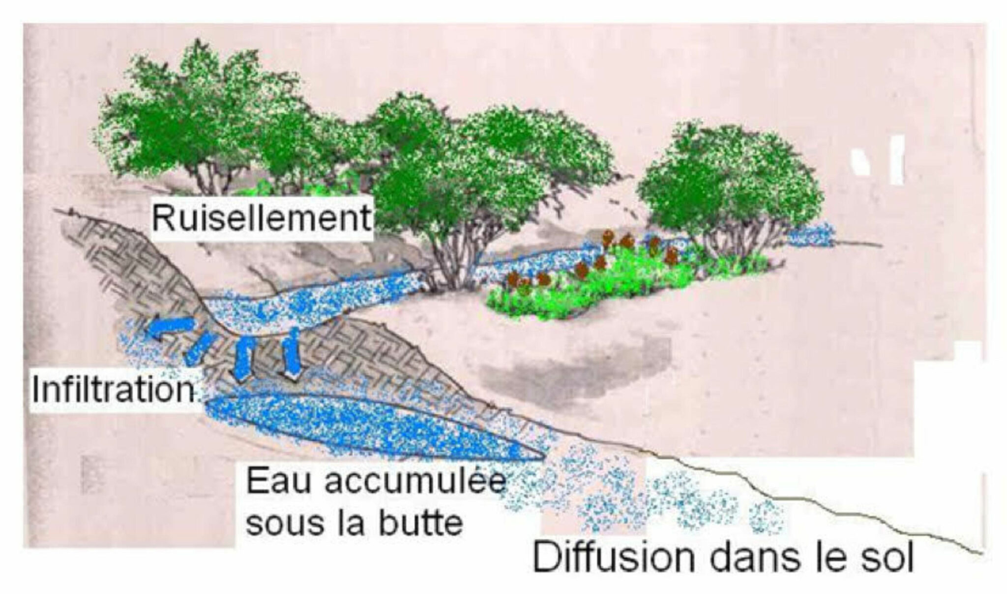 Face à la crise de l’eau : la solution de l’« hydrologie régénérative